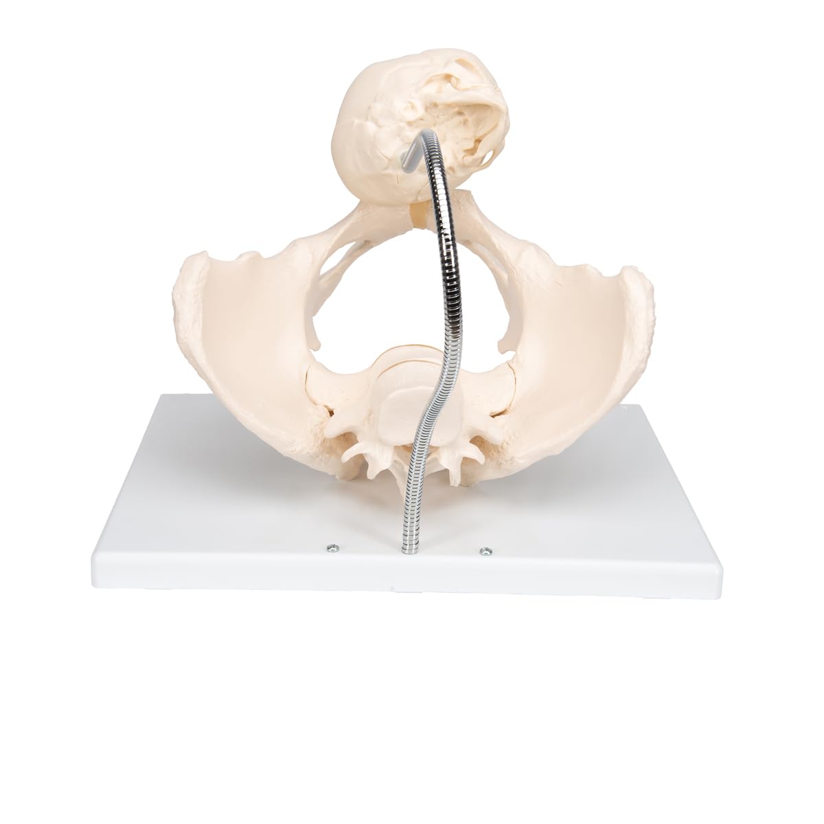 Birth Demonstration Model